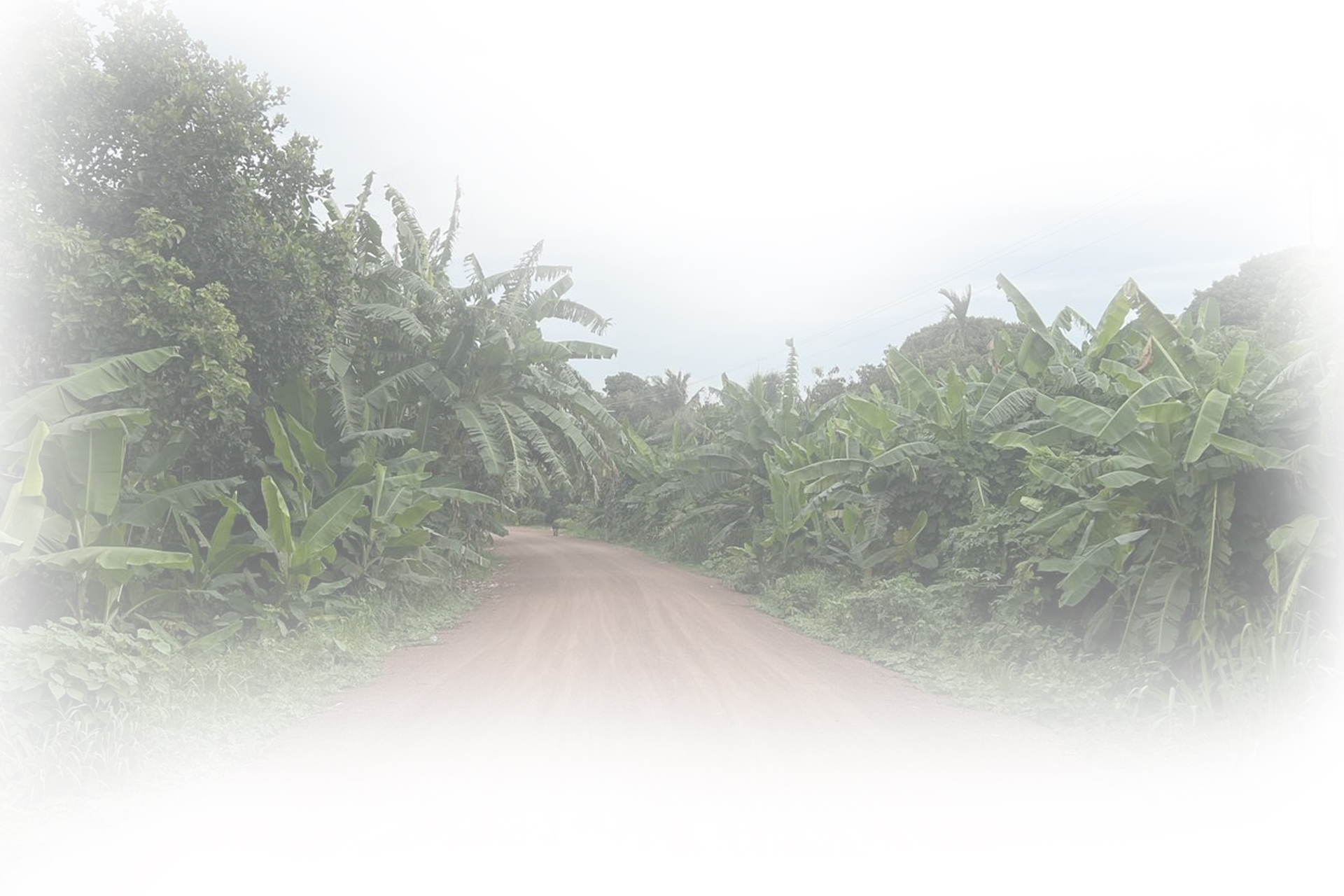 Contact – Angkor Quality Foods